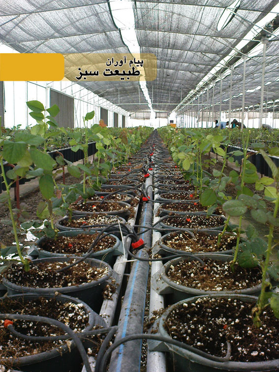 اجرای کشت هیدروپونیک صیفی جات و گل به روش گلدانی